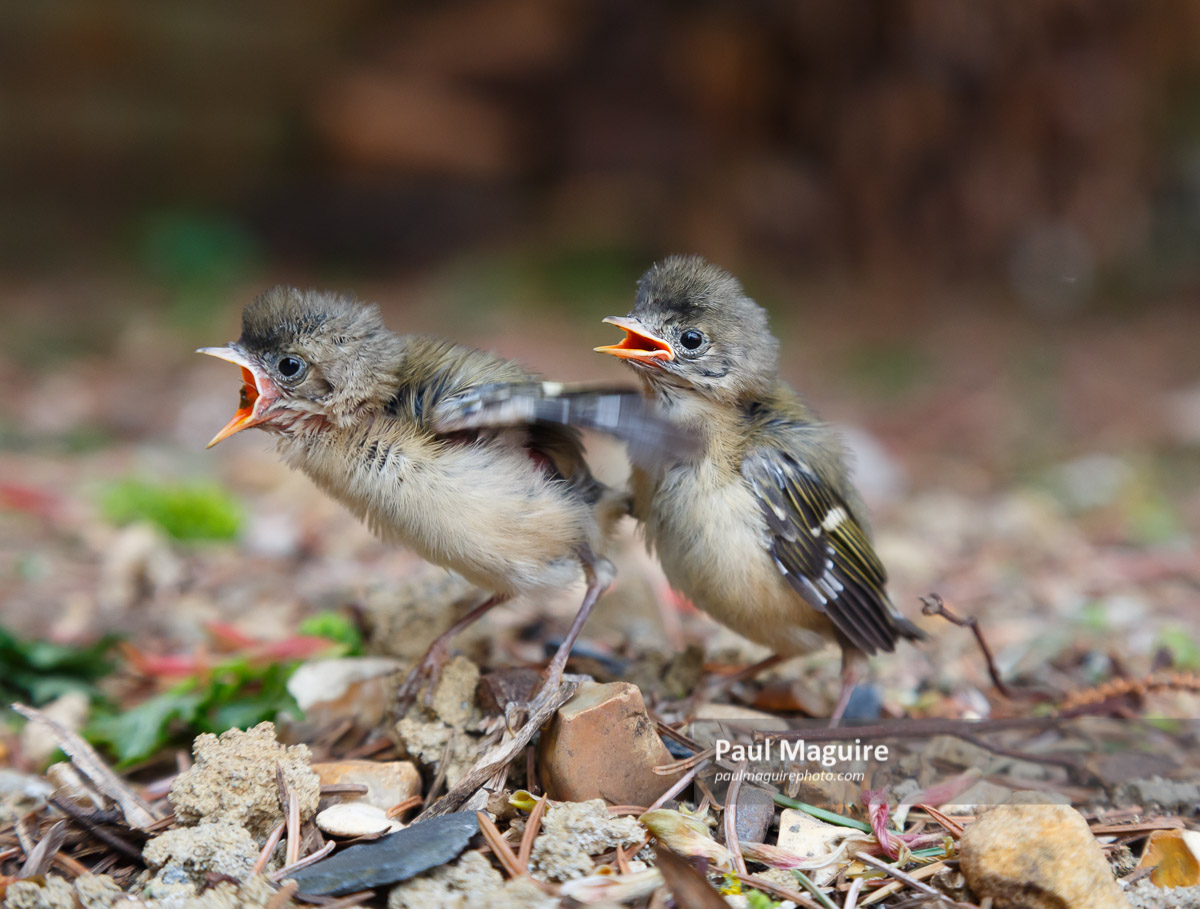 Stock photo - Baby birds begging for food - Paul Maguire
