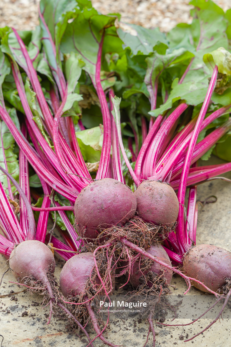 Stock photo - Beetroot Boltardy, beetroots, table beet or garden beets ...
