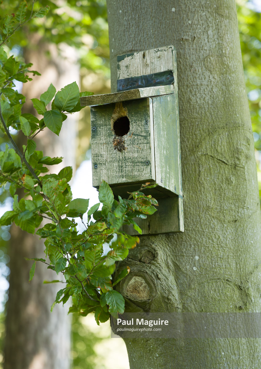Stock photo - Bird nesting box or nest box on tree, UK - Paul Maguire