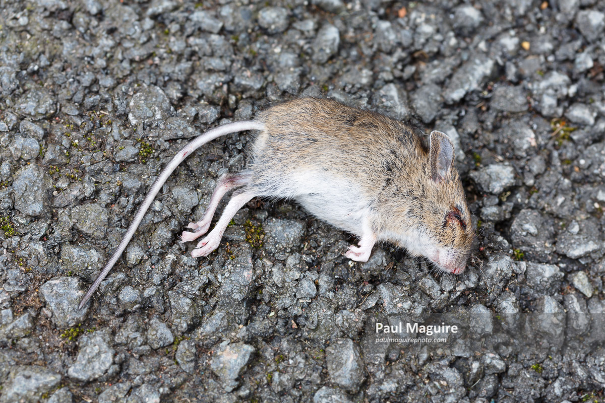 Stock photo - Dead mouse - Paul Maguire