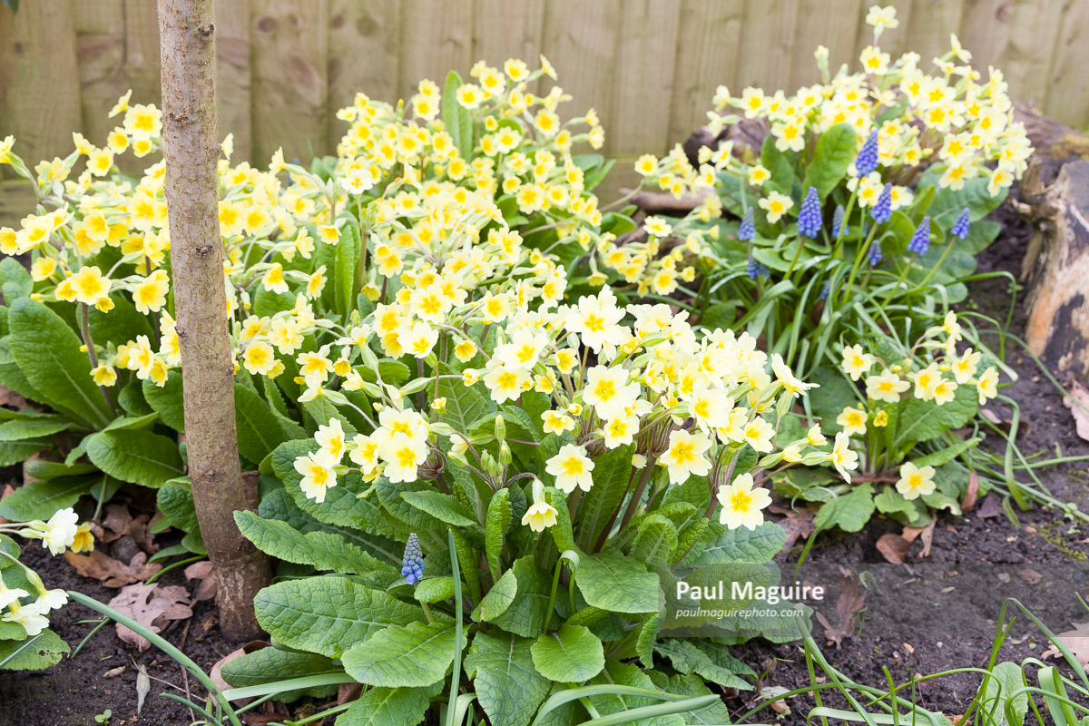 Buy a photo - English primroses, primula vulgaris, common primrose ...