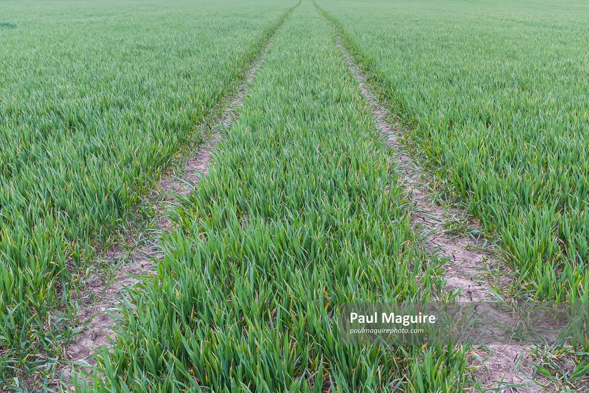 Stock photo - Farm track through a green field of young crops in spring ...