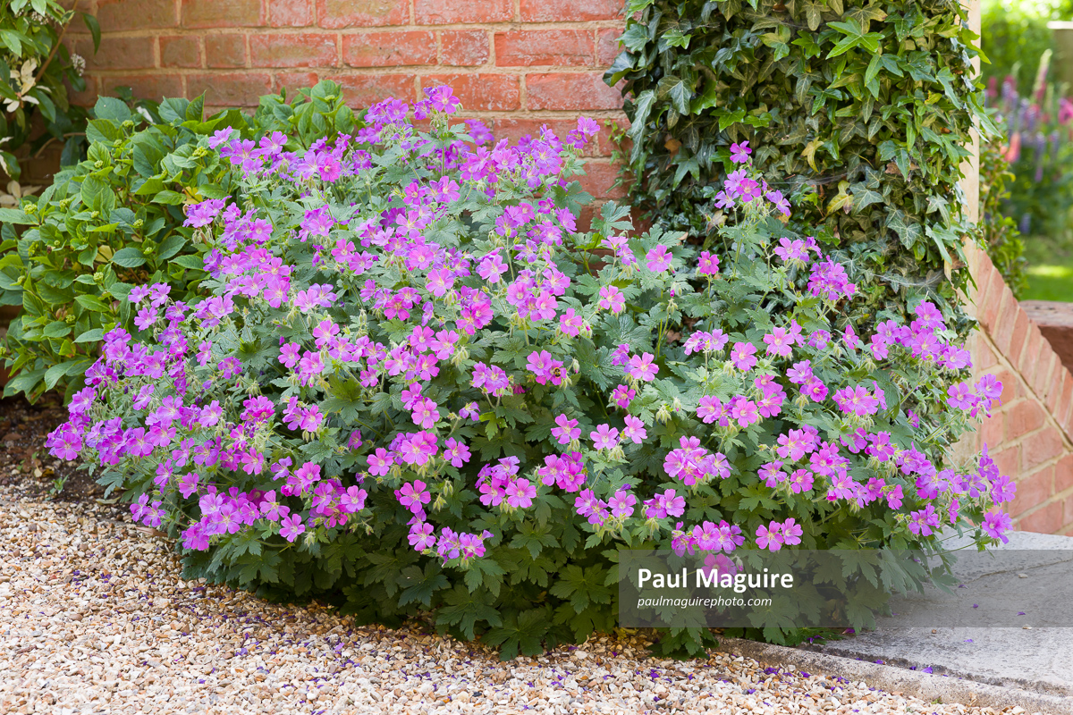 Photo for sale - Geranium plant in English cottage garden, UK - Paul ...
