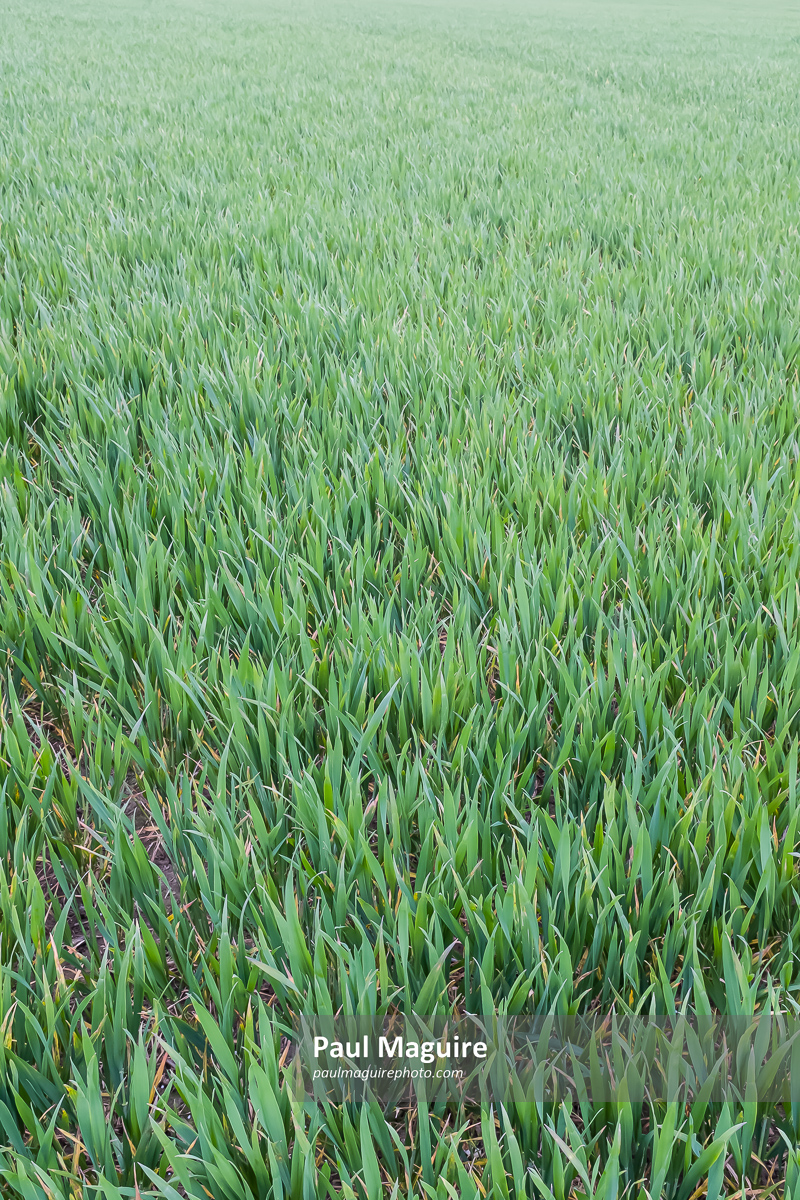Stock photo - Green field of crops, organic farming background or ...