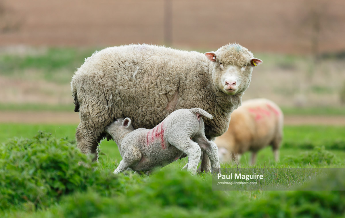 Buy a photo of Lamb suckling from sheep - Paul Maguire