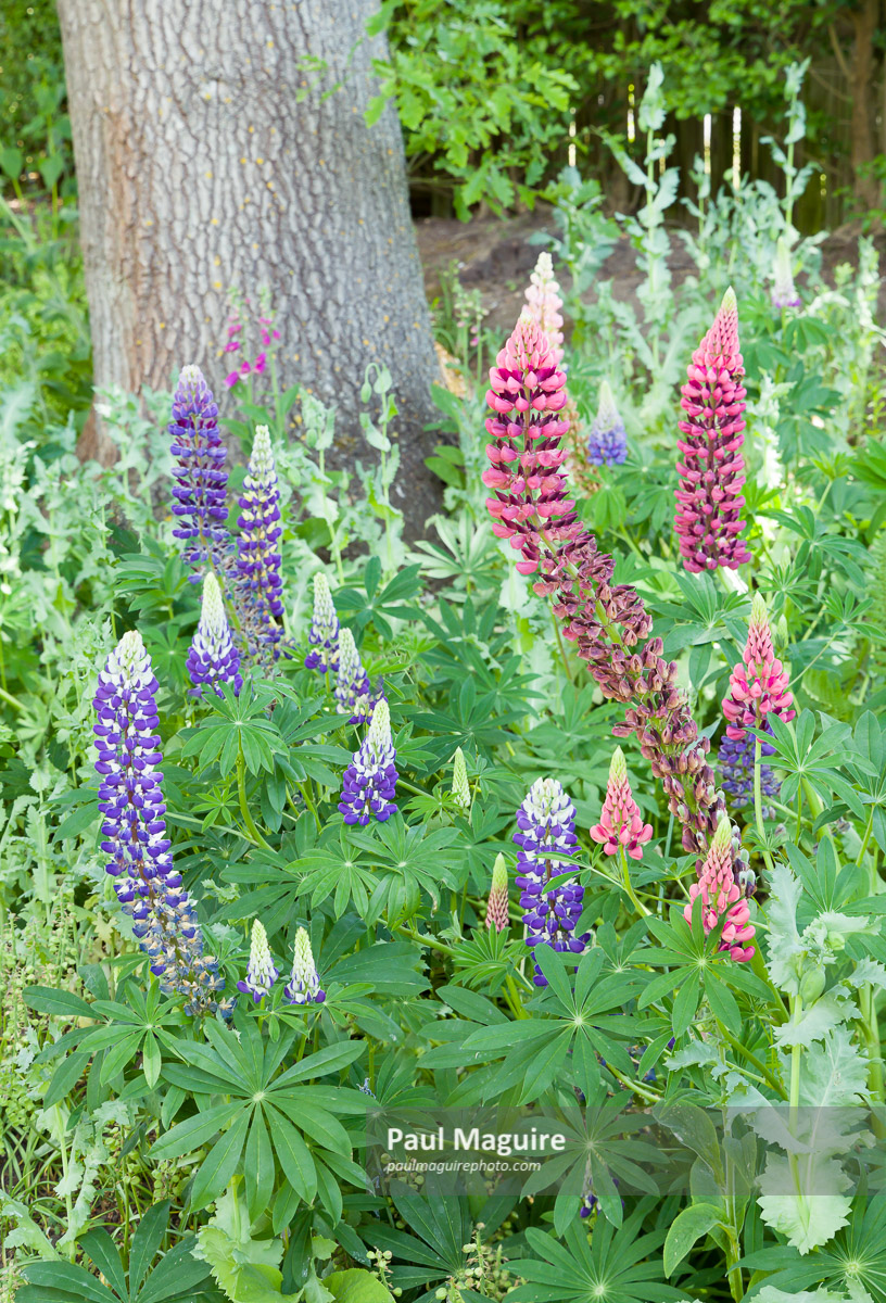 Stock photo - Lupins (lupinus) growing in a garden border, UK - Paul ...