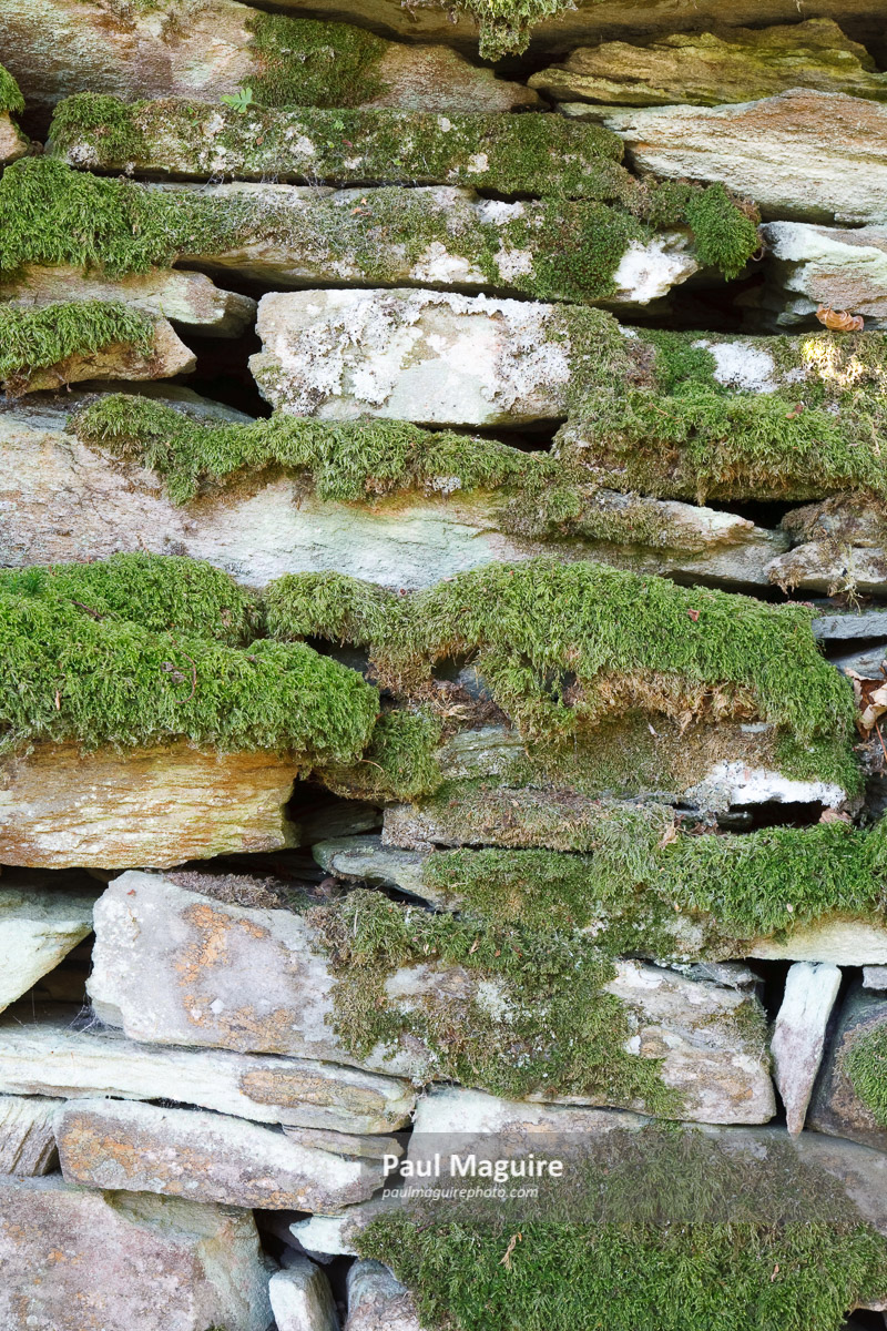 Stock photo - Moss covered stone wall - Paul Maguire