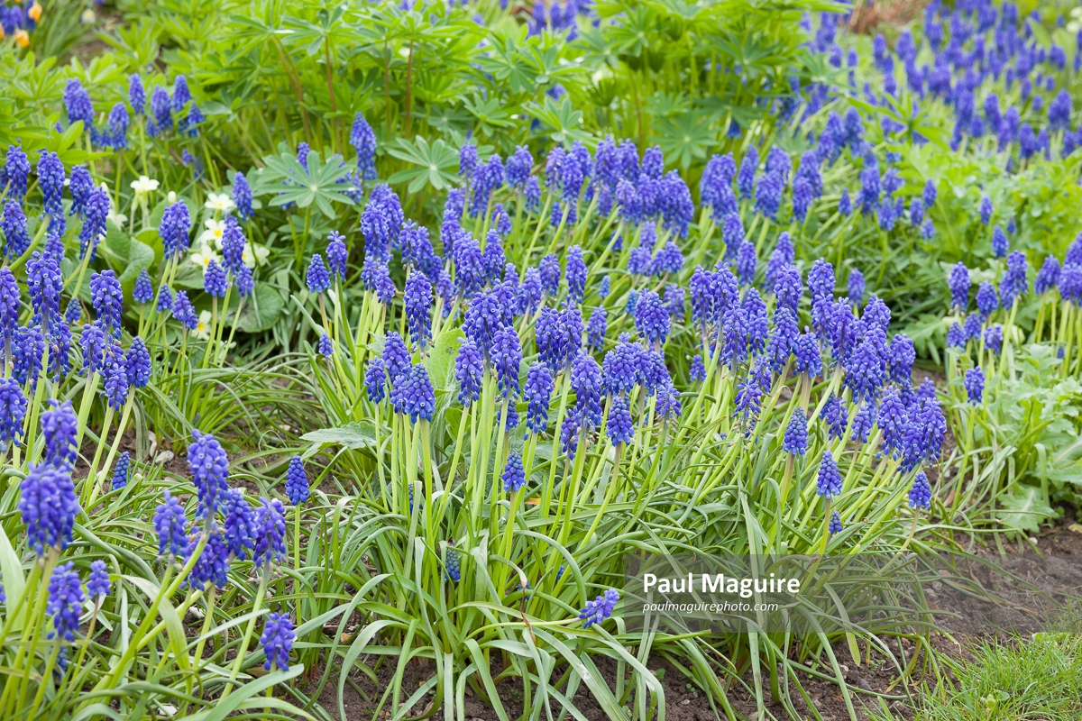 Stock photo - Muscari (grape hyacinths) flowers in UK garden border in spring - Paul Maguire