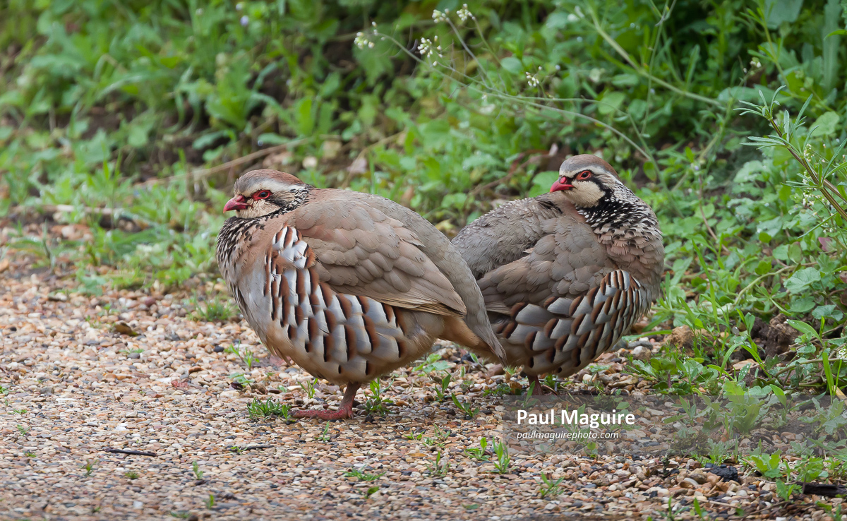 Stock photo - Red-legged partridge, pair of wild partridges, UK - Paul ...