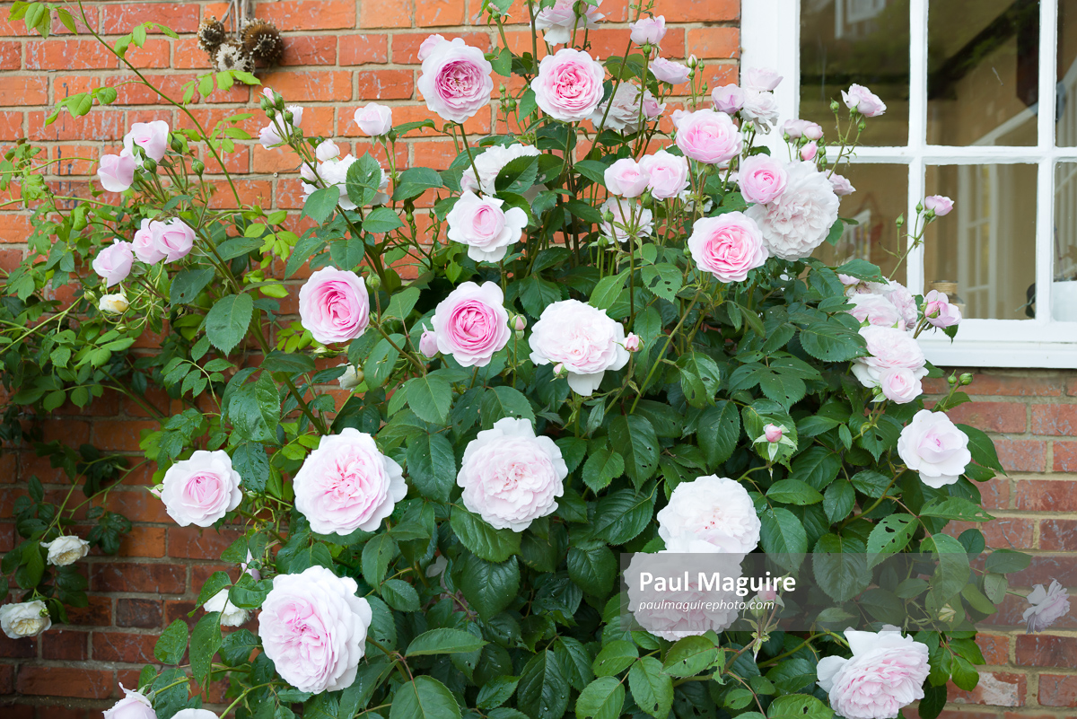 Stock photo - Rose bush, shrub plant growing in a garden, UK - Paul Maguire