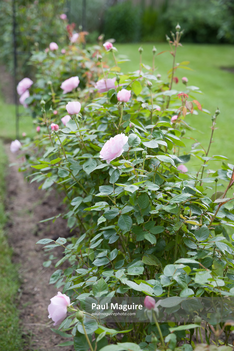 Stock photo - Rose hedge, rose bushes in a UK garden - Paul Maguire