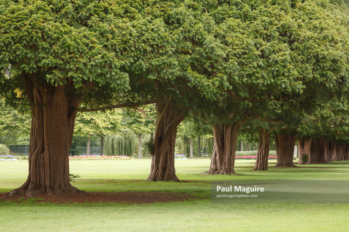 Stock photo - Row of trees in an urban park in London, UK - Paul Maguire