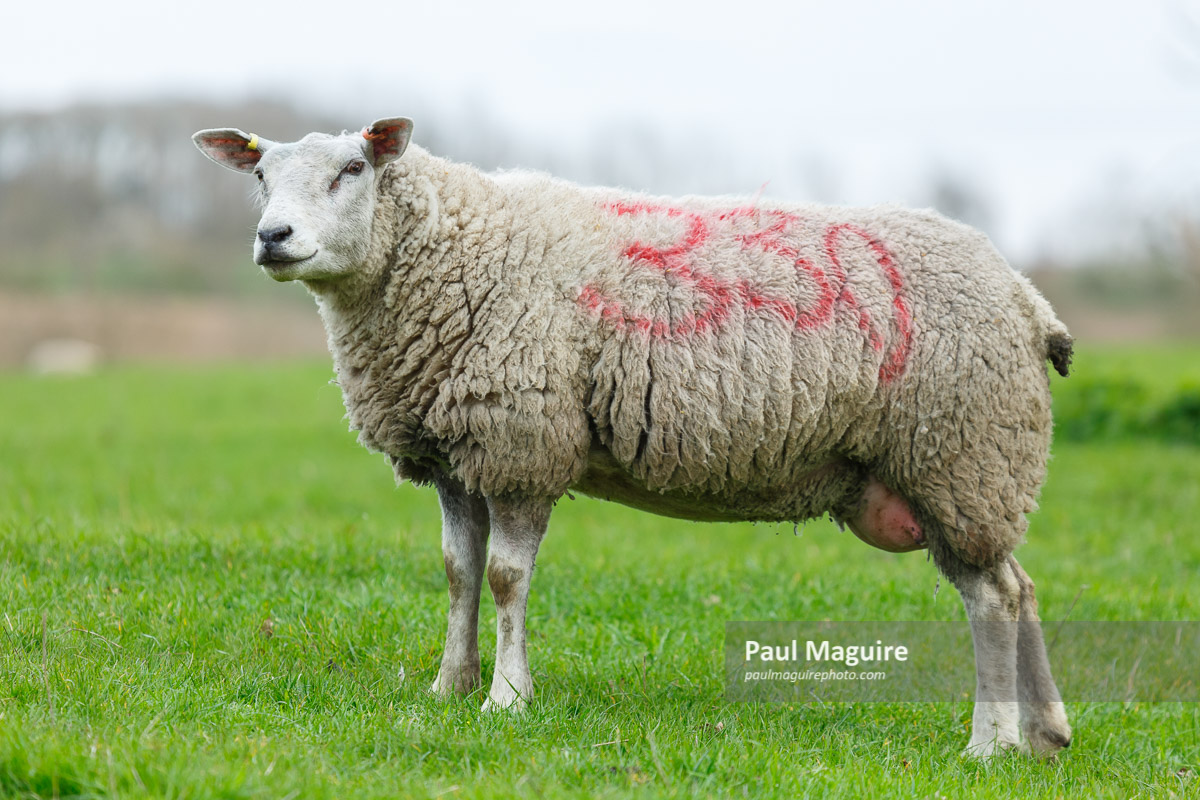 Stock photo - Sheep, ovis aries - Paul Maguire