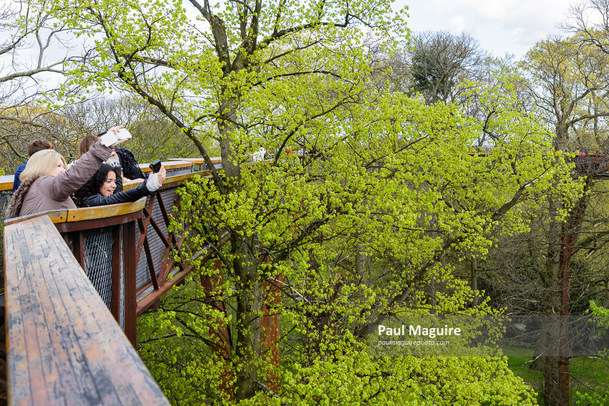Buy a photo - Treetop Walkway Kew Gardens - Paul Maguire