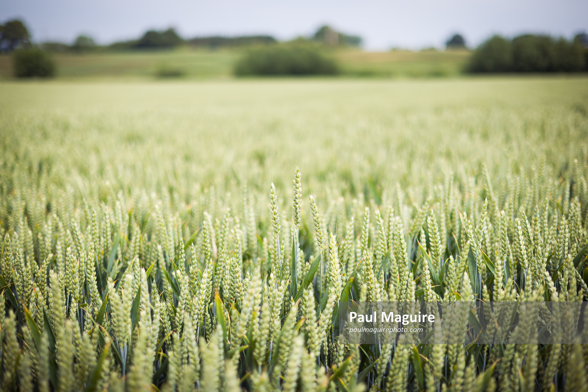 Stock photo - Wheat field, crops growing on a farm in UK countryside ...