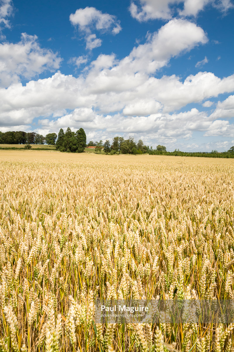 Stock photo - Wheat field farm scene, UK - Paul Maguire