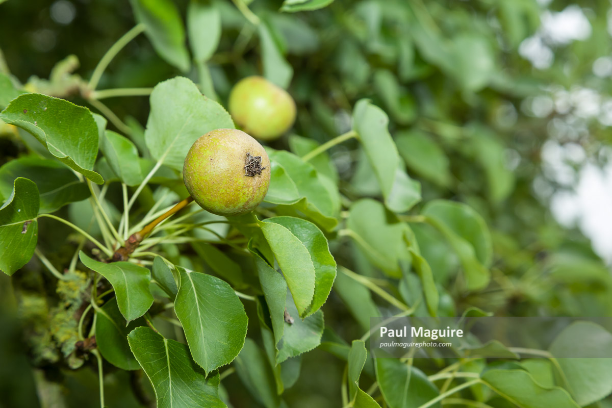 Buy a photo - Wild pear tree closeup in an orchard garden - Paul Maguire