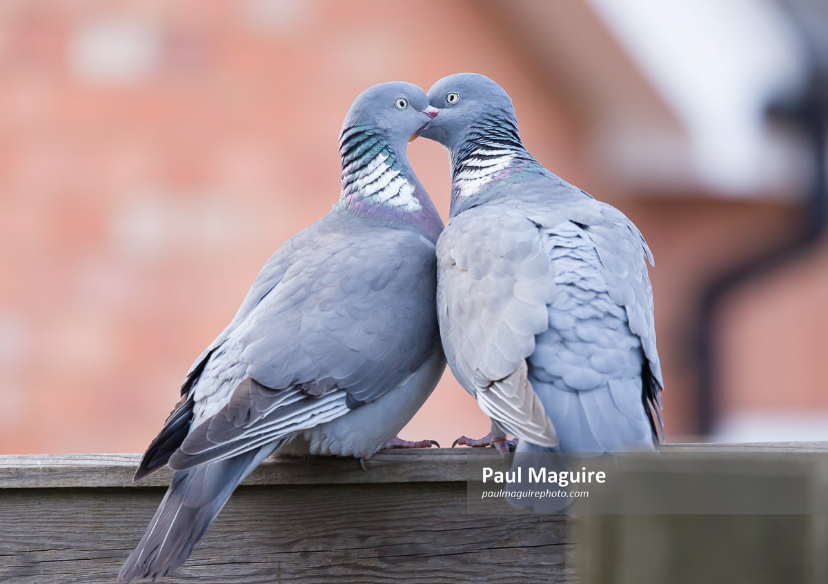 Stock photo - Wood pigeons kissing, bird bonding behaviour - Paul Maguire