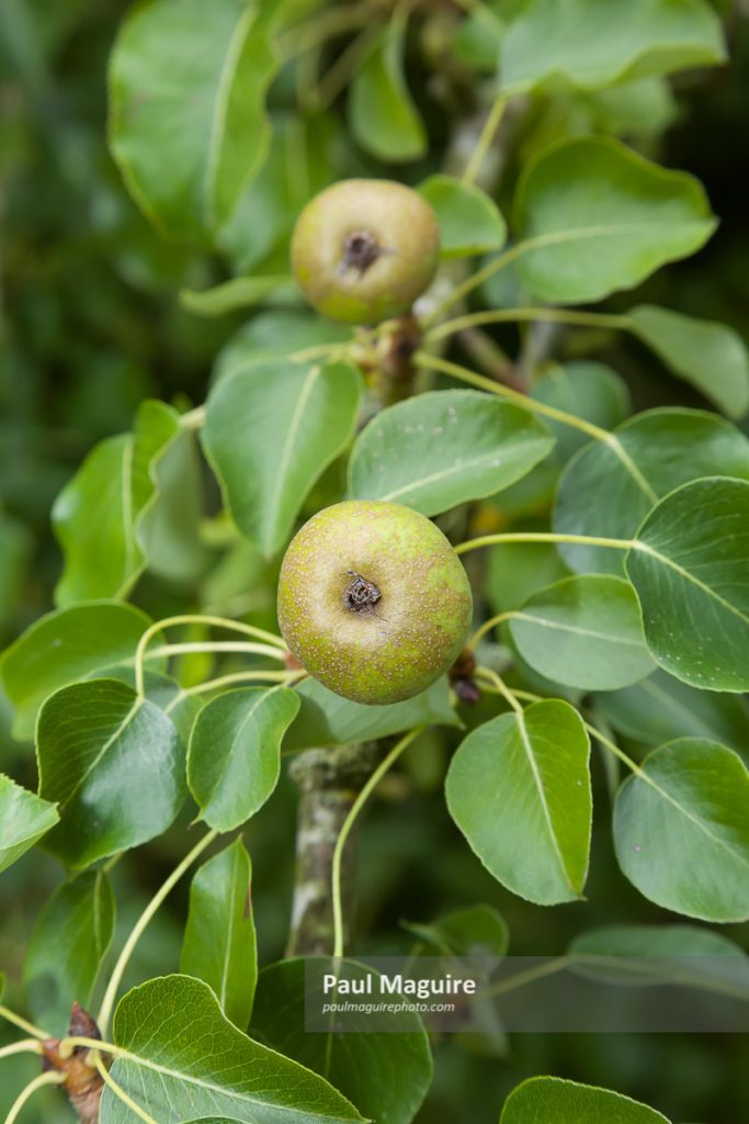 Stock photo - Wild pear tree close up in an orchard garden - Paul Maguire