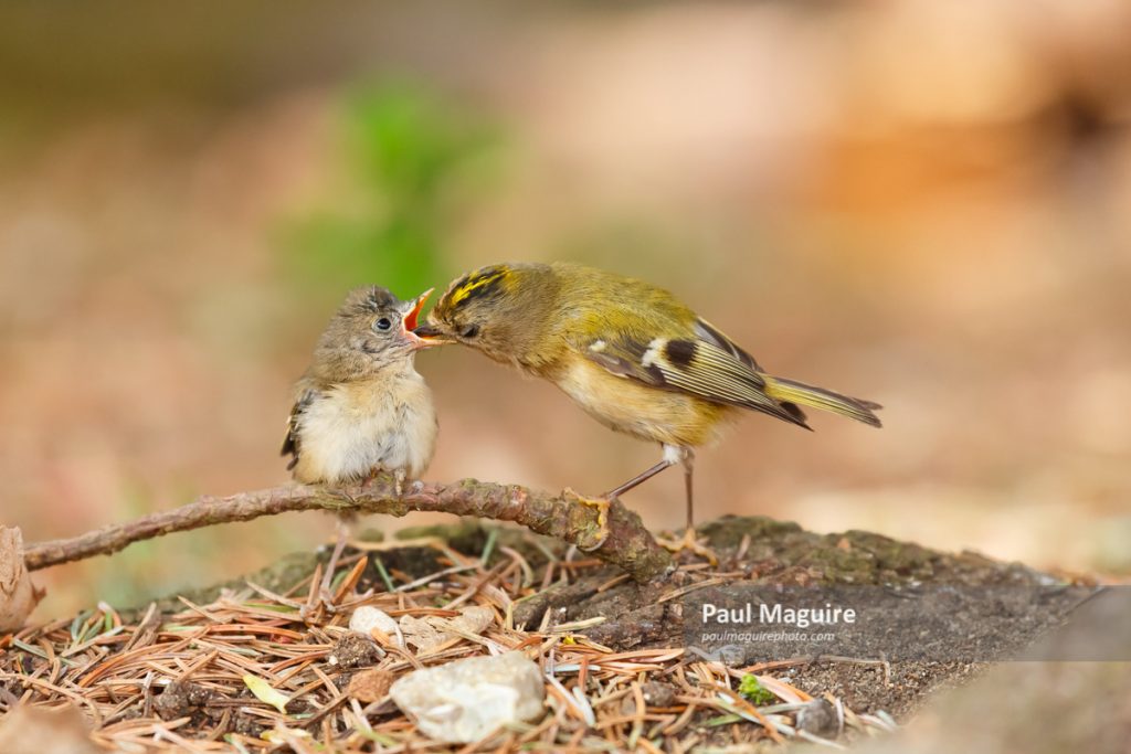 Stock photo - British garden bird feeding young baby - Paul Maguire