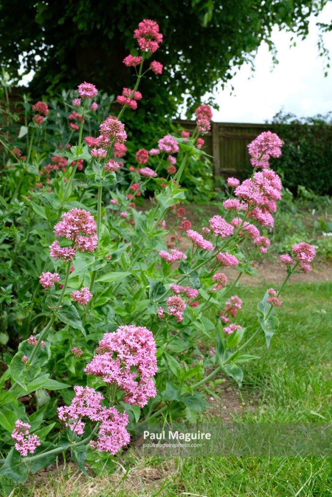 Stock photo - Valerian plant growing - Paul Maguire