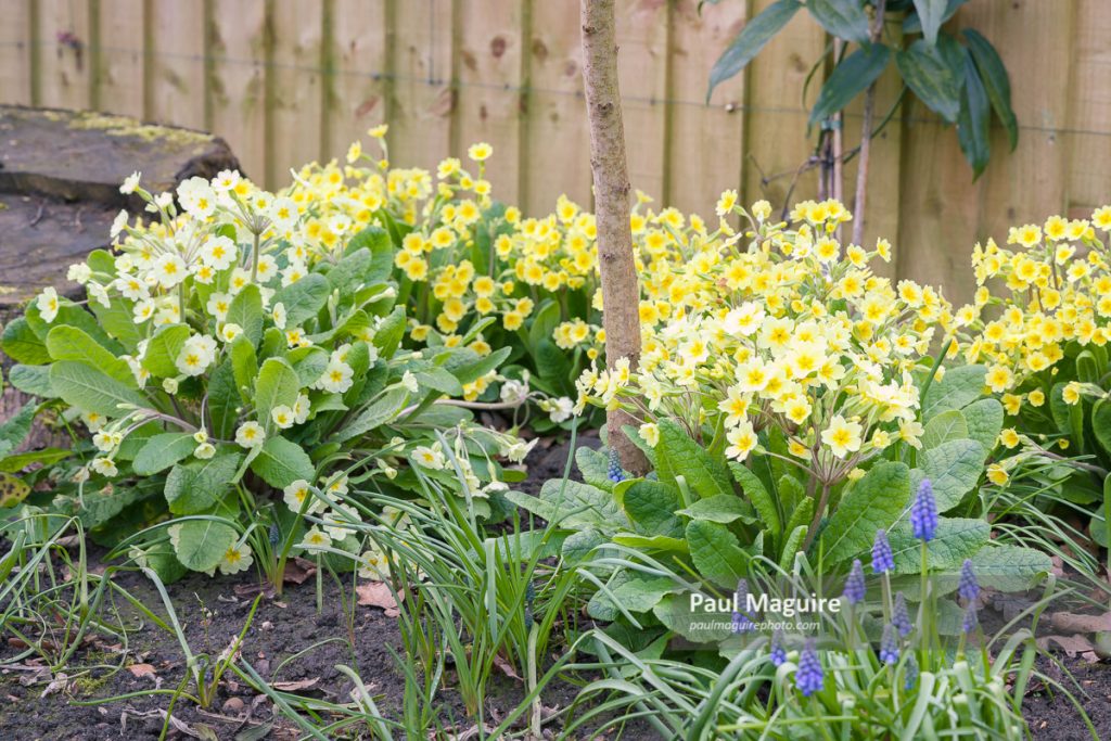 Stock photo - Spring flower garden border with yellow primroses, UK ...