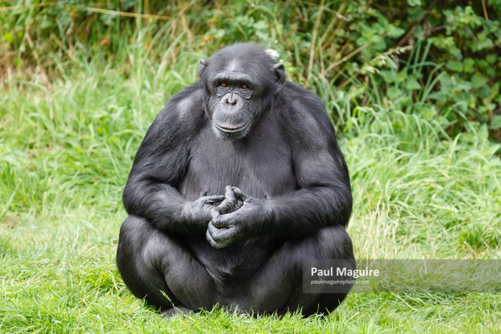 Stock photo - Chimpanzee ape - Paul Maguire