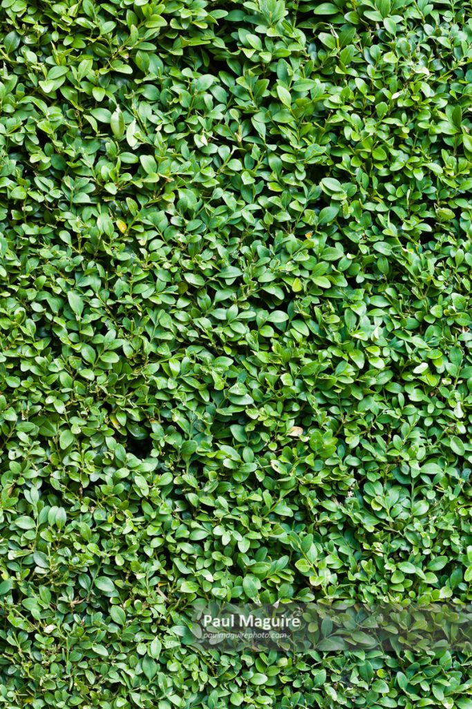 Stock photo - Buxus hedge, boxwood background - Paul Maguire