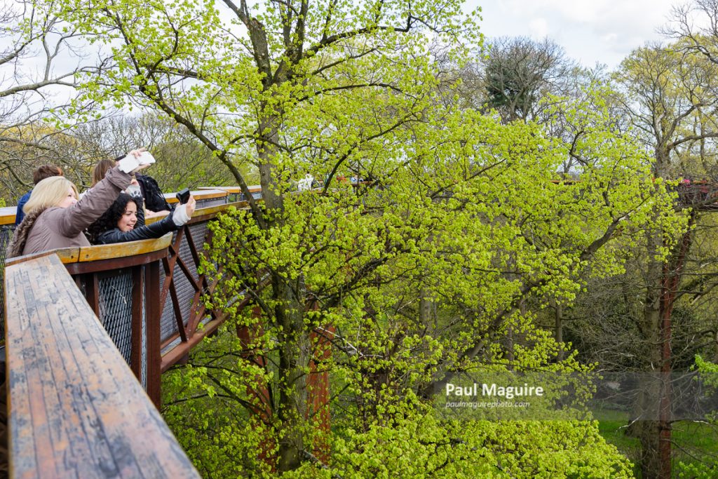 Stock photo - Treetop Walkway Kew Gardens - Paul Maguire