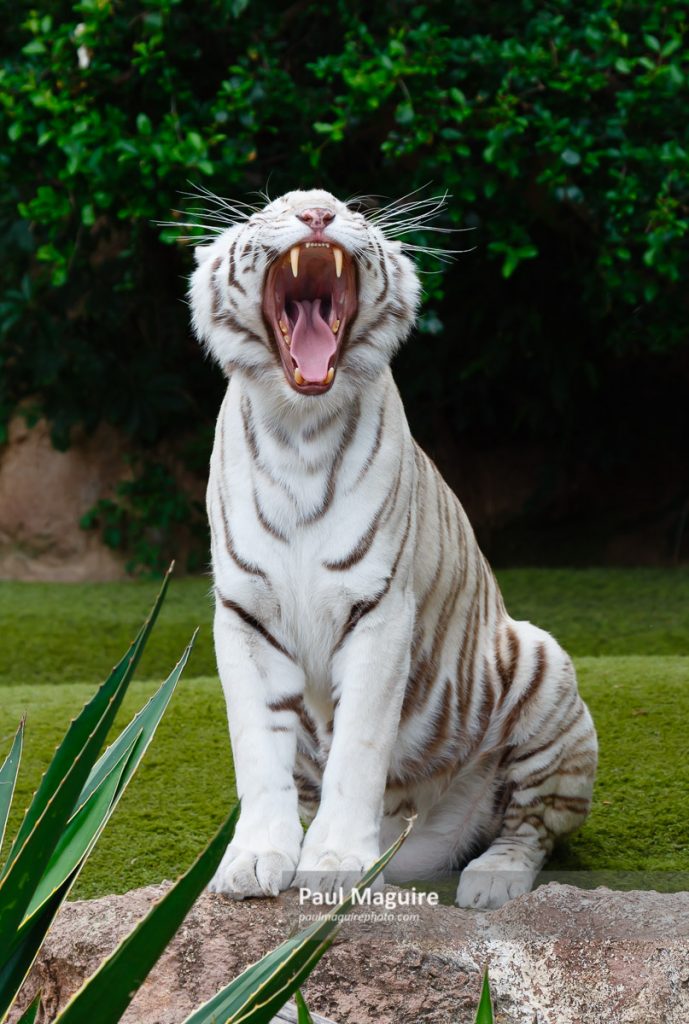 Stock photo - White tiger yawning portrait - Paul Maguire