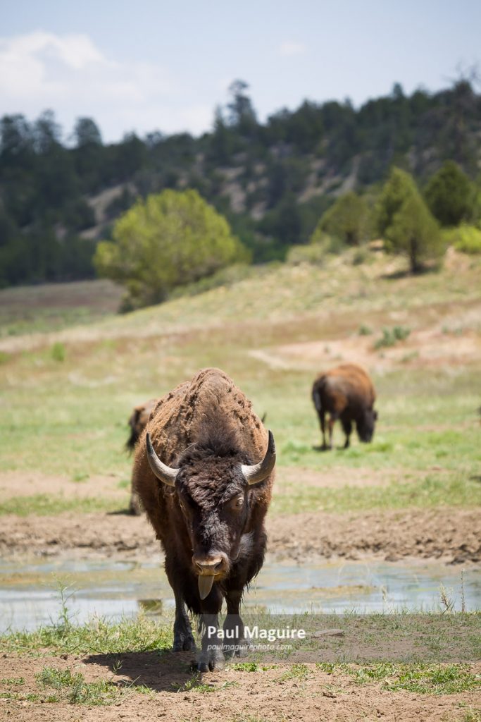 Stock photo - American bison, buffalo, Utah, USA - Paul Maguire