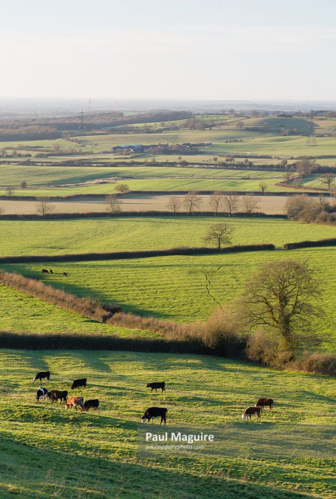 Stock photo - Cattle farming in UK farmland with fields and hedgerow ...