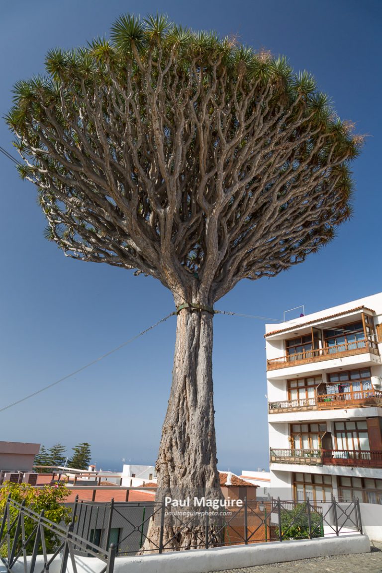 Stock photo - Dragon tree dracaena draco, Tenerife, Canary Islands ...