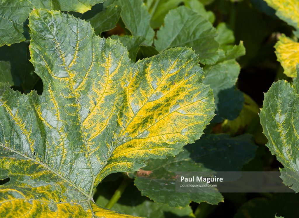 Stock photo - Yellow zucchini mosaic virus on a zucchini (courgette ...