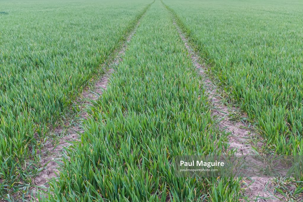 Stock photo - Farm track through a green field of young crops in spring ...